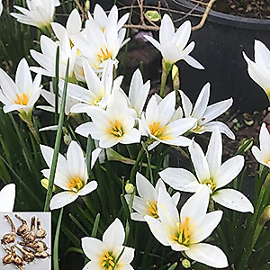 10pcs snowdrops Bulbs for Planting Now Spring Flowering Bulbs Double Single Spring Flowering Bulb Collection Pack Wild Daffodil snowdrops Bulbs in The Green .Diameter: 0.8 in.