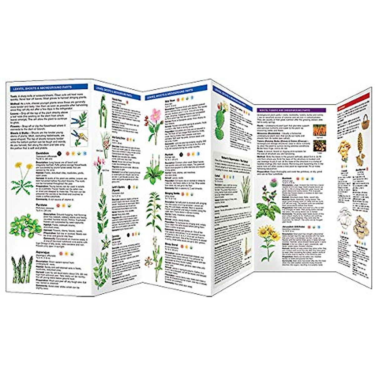 Foraging for Wild Edible Foods: A Folding Pocket Guide to Sustainable Practices & Harvesting Techniques (Outdoor Recreation and Survival)