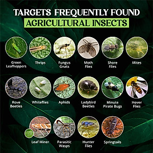 Catchmaster GRO Blue Sticky Trap 72PK, Outdoor Insect Trap, Protect Live Plants Indoor, Bug, Thrips, & Fruit Fly Trap, Glue Traps for Home, Farm, Garden, Hydroponics, & Greenhouse, Pest Control