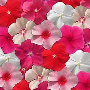 Outsidepride Vinca Periwinkle Mediterranean XP Garden Flower, Ground Cover, & Container Plant Mix - 50 Seeds