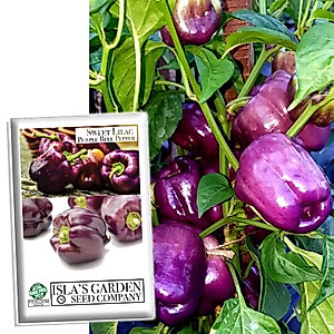 Sweet Lilac Purple Bell Pepper Seeds for Planting, 50+ Heirloom Seeds Per Packet, (Isla's Garden Seeds), Non GMO Seeds, Scientific Name: Capsicum annuum, Great Home Garden Gift
