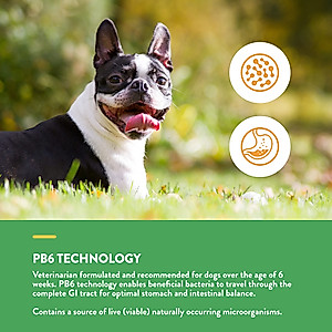 NaturVet Advanced Probiotics, Healthy Enzymes and PB6 Probiotic Supplement for Your Dogs Stomach, 120 Soft Chews & No Scoot for Dogs - 120 Soft Chews - Supports Healthy Anal Gland & Bowel Function