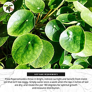 California Tropicals Rare Chinese Money Plant (Pilea Peperomioides) - Live House Plant, 4 Inch Pot for Easy Care, Perfect for Office, Home & Feng Shui Decor, Real Plants for Gardening