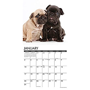 Just French Bulldog Puppies 2021 Wall Calendar (Dog Breed Calendar)