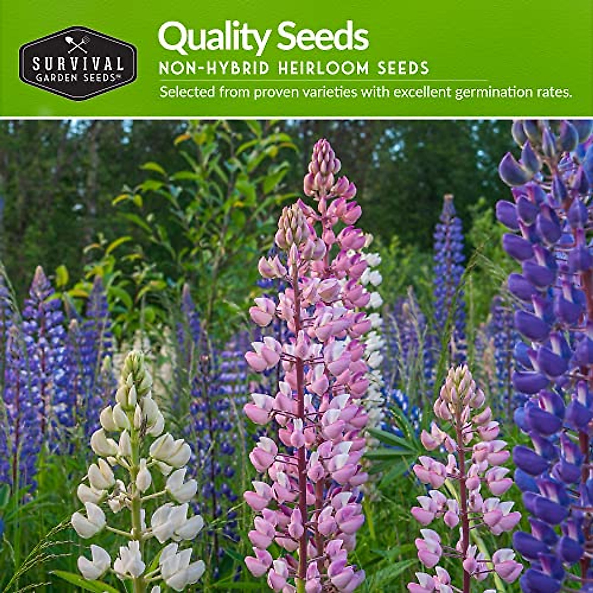 Survival Garden Seeds Perennial Flowers Collection - Shasta Daisy, Echinacea, Russell Lupine, Rose Mallow, Blue Sage, and Perennial Wildflower Mix - Non-GMO Heirloom Seeds for Planting and Growing