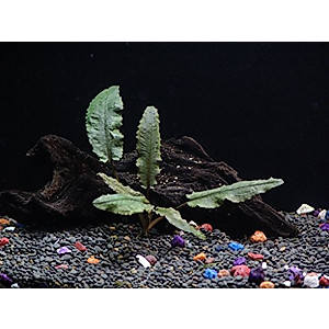 California Bundle - 25+ Stems / 6 Species Live Aquarium Plants Package