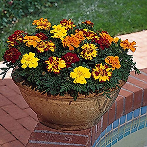 Outsidepride Tagetes Patula Outback French Marigold Garden Pollinator Flowers & Butterfly Attractant - 250 Seeds
