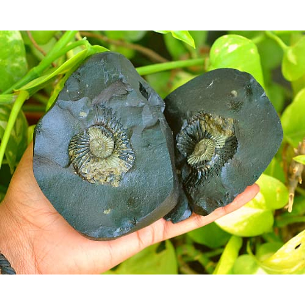 Shiva Lingam Shop 3.5"X3"Shaligram, Religious Gifts, Sudarshan Saligram Stone,Natural Shaligram Fossilized Shell, Iconic Symbol of The God Vishnu -I-6026