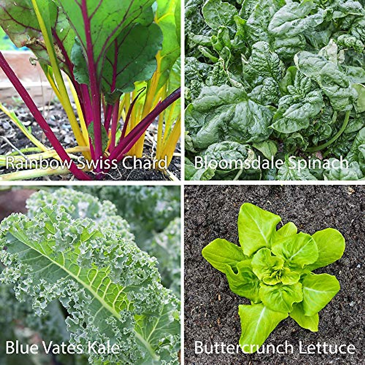 7 Varieties of Leafy Power Green Organic Seeds, Non-GMO Seeds for Planting, Heirloom Seeds - Spinach Seeds, Arugula, Kale, Lolla Rossa Lettuce Seeds, Buttercrunch, Gourmet Mix Lettuce, Swiss Chard