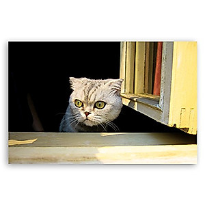 CATS and KITTENS Postcard Set of 20 Postcards. Cat and Kitten Post Card Variety Pack. Made in USA.