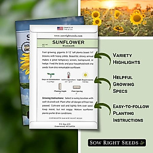 Sow Right Seeds - Mammoth Sunflower Seeds for Planting - Grow Giant Grey Stripe Sun Flowers in Your Garden - Non-GMO Heirloom Seeds with Full Instructions for Planting Bright Sunflowers at Home (3)