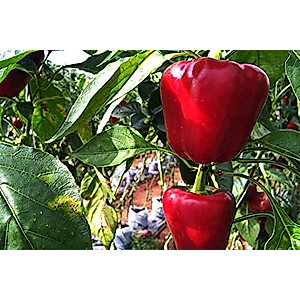 Big Red Bell Pepper Seeds for Planting, 50+ Heirloom Seeds Per Packet, (Isla's Garden Seeds), Non GMO Seeds, Botanical Name: Capsicum annuum, Great Home Garden Gift