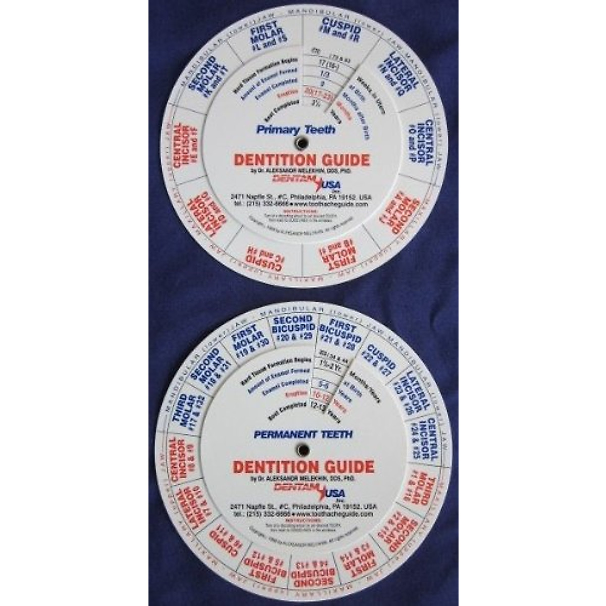 5 Dentition (Tooth Eruption) Guides/Practitioner and Dental Student Exam Study