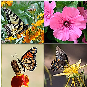 Perennial Wildflower Seeds Package with 25 Different Varieties 100,000 Seeds, Hummingbird and Butterfly Garden Seeds, Popular Perennial Flower Seeds, Non-GMO Wildflower Seeds Mix for Your Garden