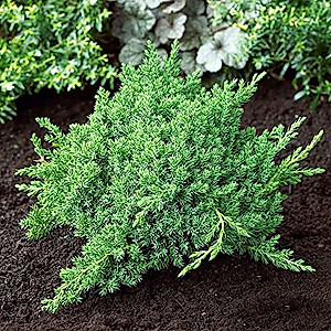 Dwarf Japanese Garden Juniper | 15 Live 4 Inch Pots | Juniperus Procumbens Nana | Drought Tolerant Evergreen Groundcover | Great Plants for Bonsai