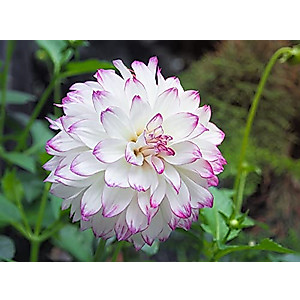 300+ Mix Dahlia Seeds Compound Petals Multi-Color, Beautiful Annual Outdoor Garden Potted Plants Non-GMO Dahlia for Planting Dahlia Pinnata Seeds