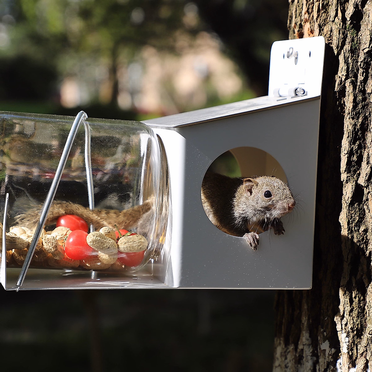 PFNRTH Squirrel Feeder, Backyard Gallon Jar Squirrel Feeder for Outside,Enjoying Squirrels Eating Corn, Peanuts and Seeds.