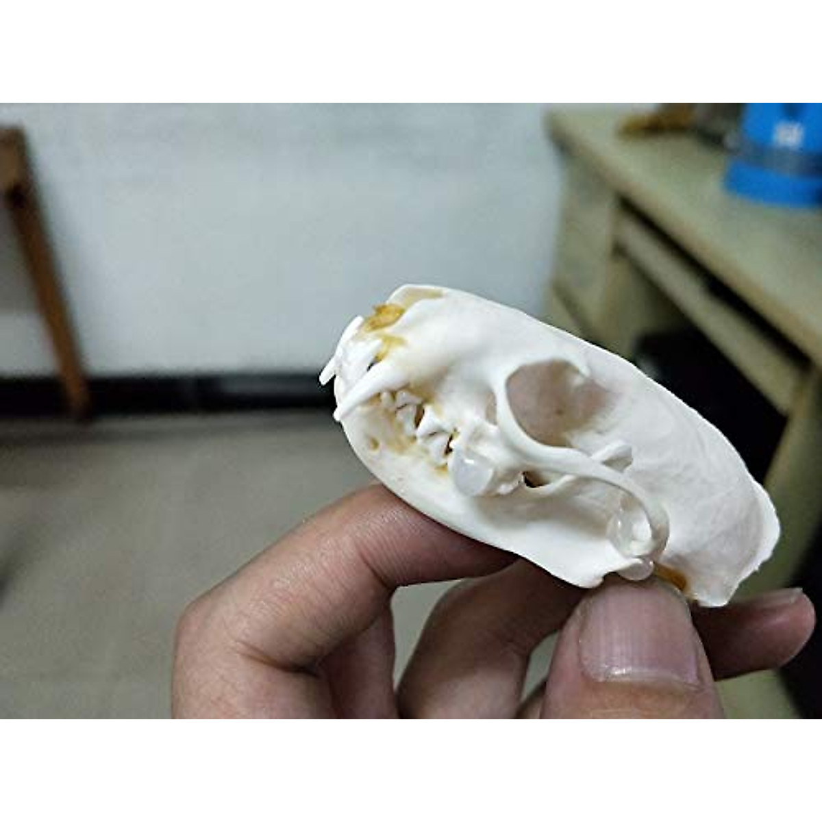 Hot weasel Skull Taxidermy supplies art bone vet medicine 1:1