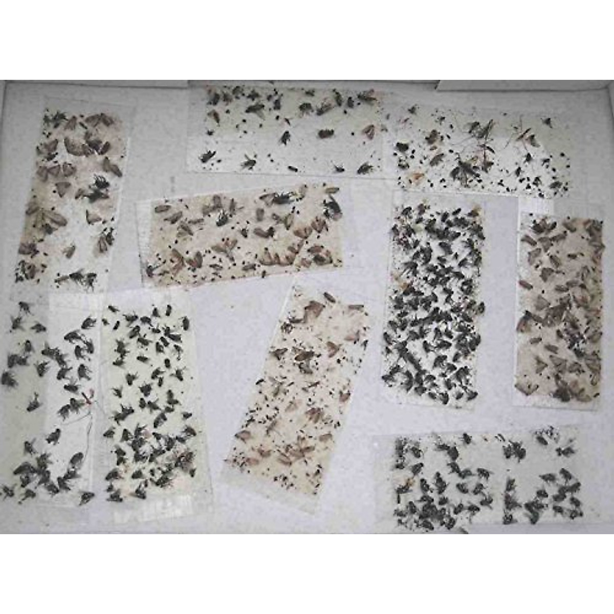 70 pk All Insect/Fly Traps/Sticky Strips/Glue Boards. Trap Flies, Bees, Wasps, Asian Beetles, etc.