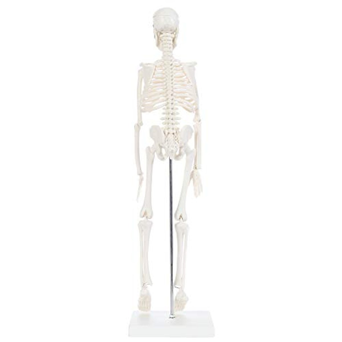 Anatomy Lab Human Skeleton Model, 19" Desktop Skeleton Has Movable Arms and Legs, Details Basic Human Skeletal System with Display Stand