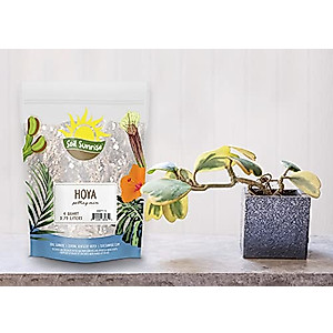 Hoya Plant Potting Soil Mix (4 Quarts), Custom Blend for Growing Hoya Tropical Houseplants