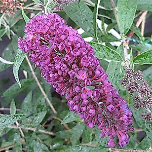 CHUXAY GARDEN 50 Seeds Buddleja Davidii 'Black Knight',Purple Butterfly Bush,Summer Lilac Fast-Growing Drought Tolerant Deciduous Shrub Great for Garden