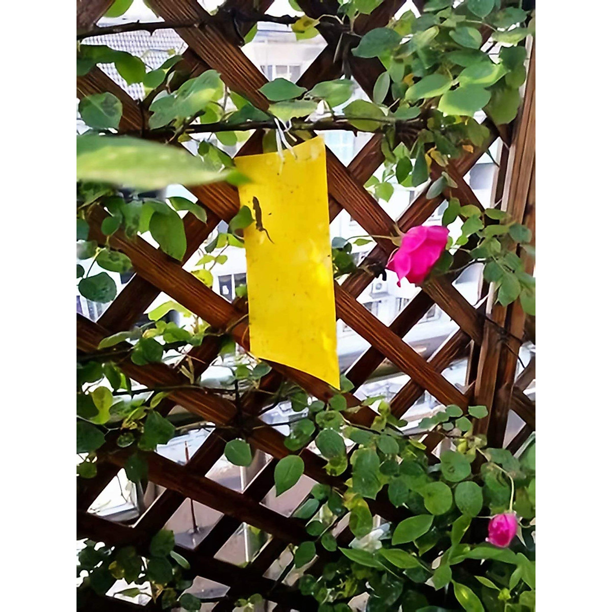 Faicuk Yellow Dual-Sided Sticky Fly Traps for Plant Insect Like Aphids, Fungus Gnats, Leaf Miners and White Flies (10 Pack)