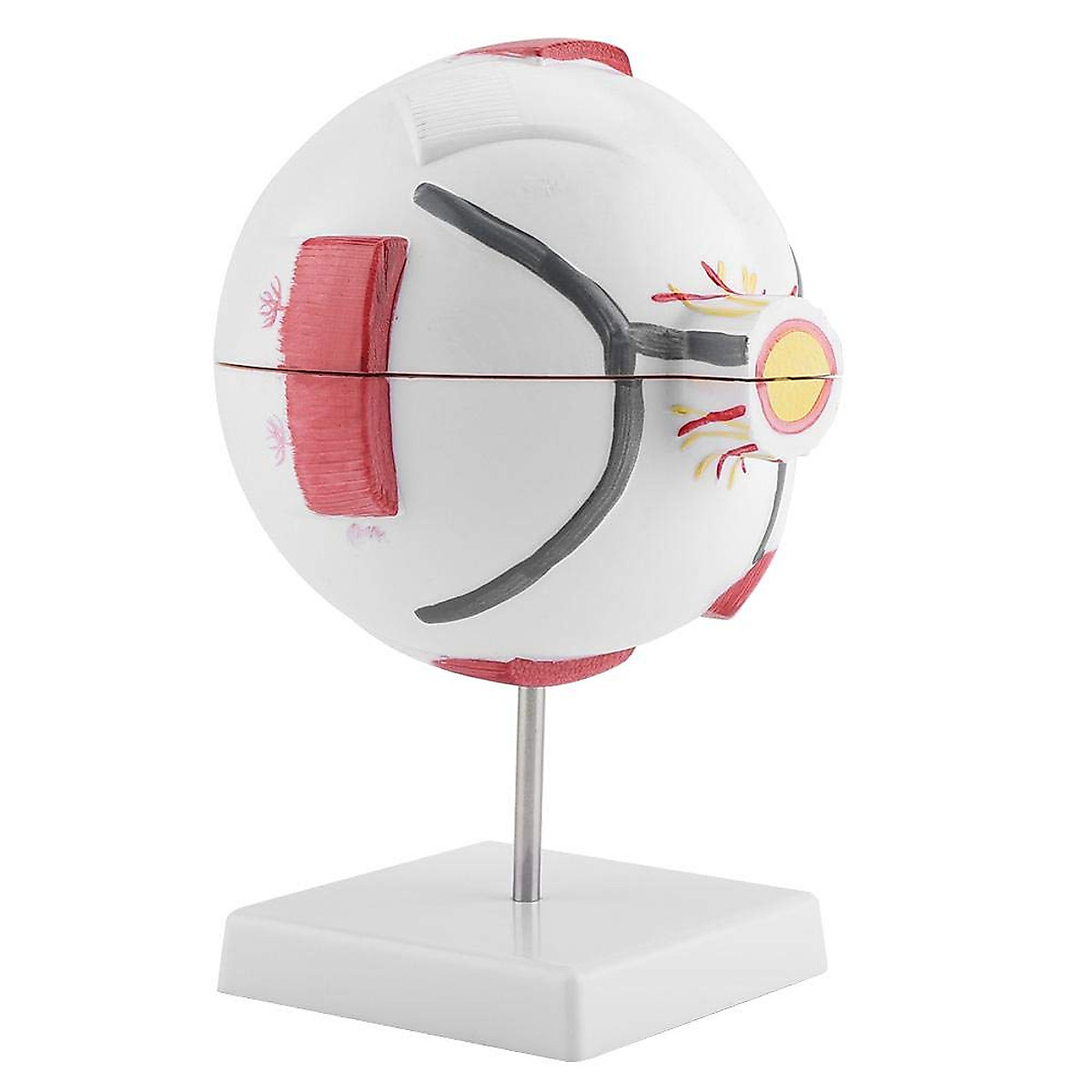 Hilitand 6X Magnification Human Eye Ball Anatomy Model, Anatomical Learning Display Tools