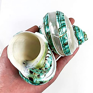 Heyiwell 2PC Large Jade Green Turbo with Pearl Banded Shells,Hermit Crab Shell &Turbo Shells Hermit Crab Supplies for Decor 2.5"~ 3.5" Inch