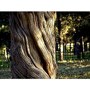 Bonsai Tree | Chinese Juniper | Seed Grow Kit | The Jonsteen Company