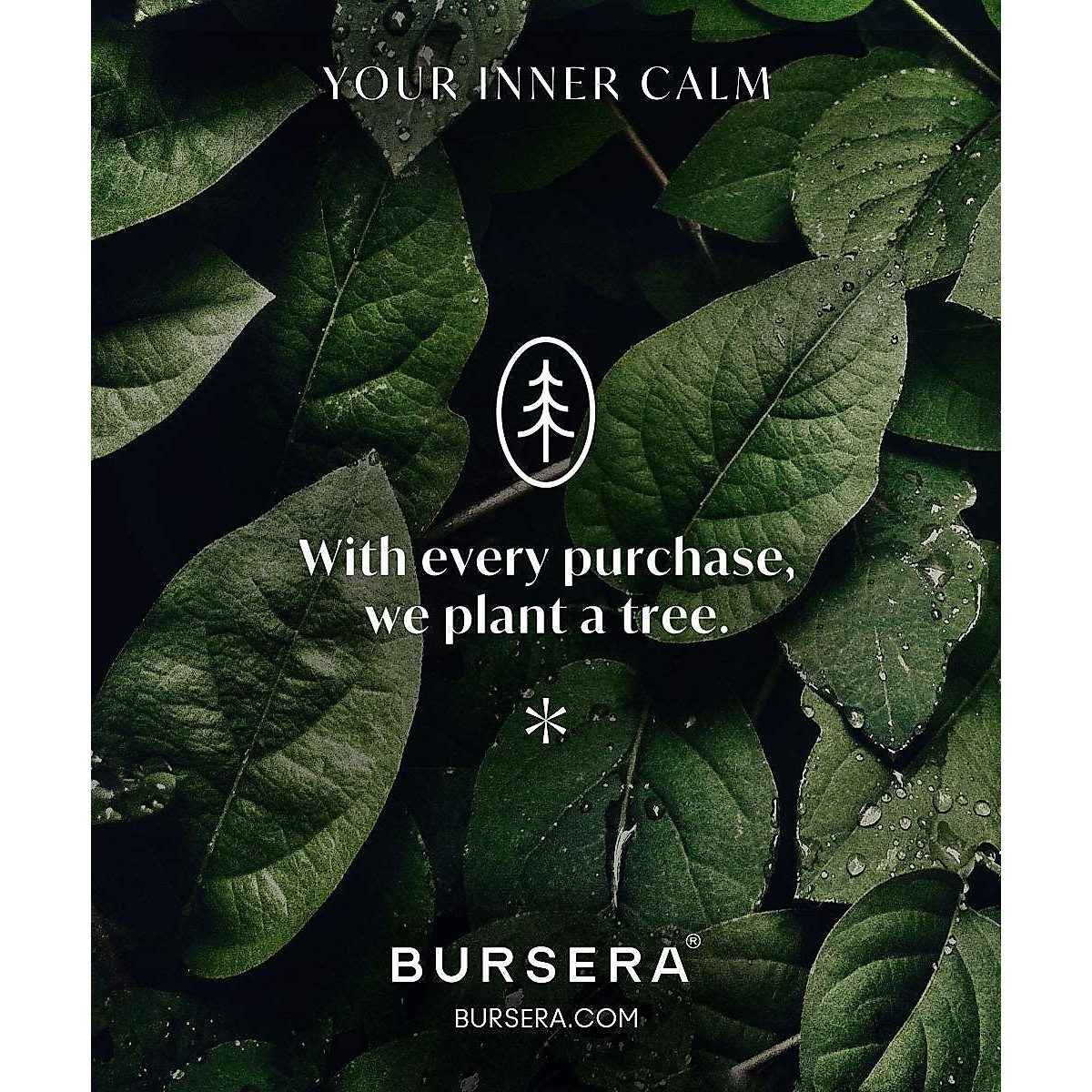 Bursera Peppermint Essential Oil, Tree Planted with Every Order, 100% Pure Peppermint Oil, 10ml Undiluted High Grade Natural Peppermint Oils for Diffuser, Shower, Skin and Aromatherapy