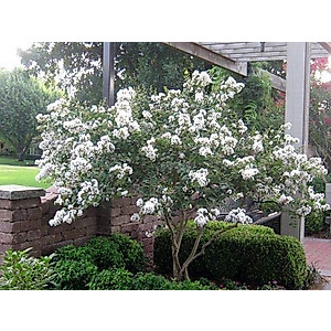 1195-Dwarf White Crape Myrtle (Lagerstroemia Indica) Seeds by Robsrareandgiantseeds UPC0764425788447 Non-GMO,Organic,USA Grower,Bonsai,Showy, Butterfly Flower,1195 Package of 10 Seeds