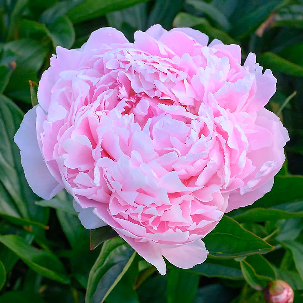 Sarah Bernhardt Garden Peony - Pink Paeonia (3 Roots)