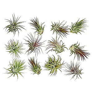 ragnaroc Air Plants - Tillandsia Ionantha Pack, Regular 1-3" - 12ct - Live Arrival Guaranteed - House Plants for Home Decor & Gift