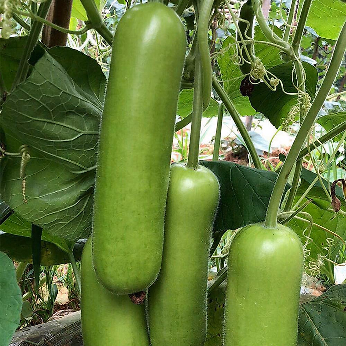 VAACNEE 15+Long Bottle Gourd Siphon Gourd Green Lagenaria Siceraria Vegetable Seeds