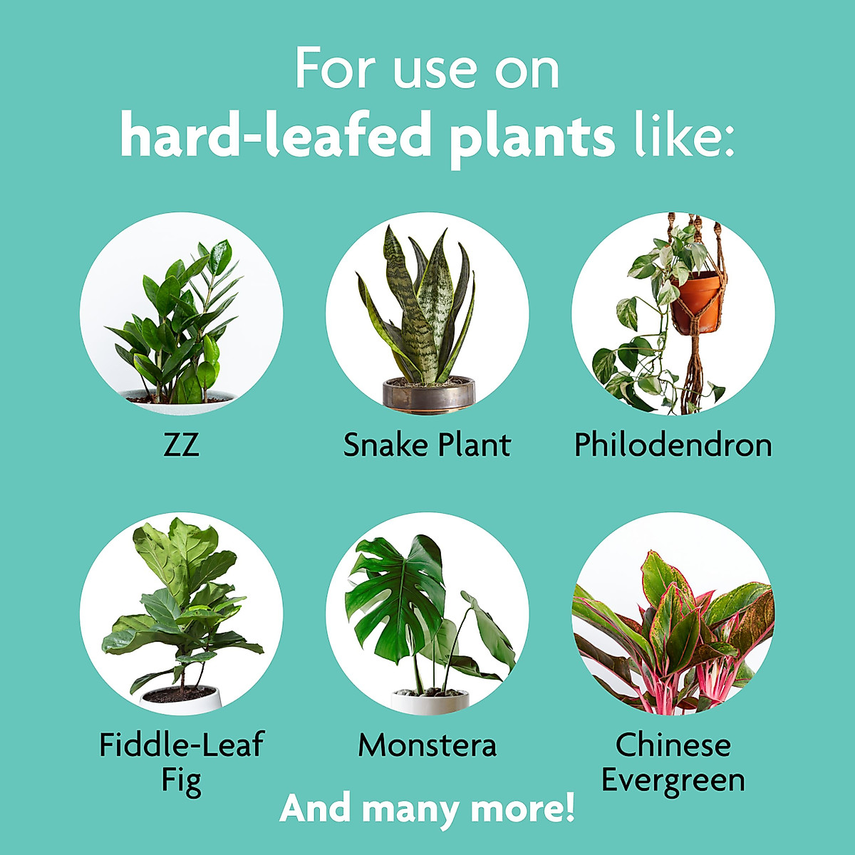 Miracle-Gro Leaf Shine, 8-Ounce Green