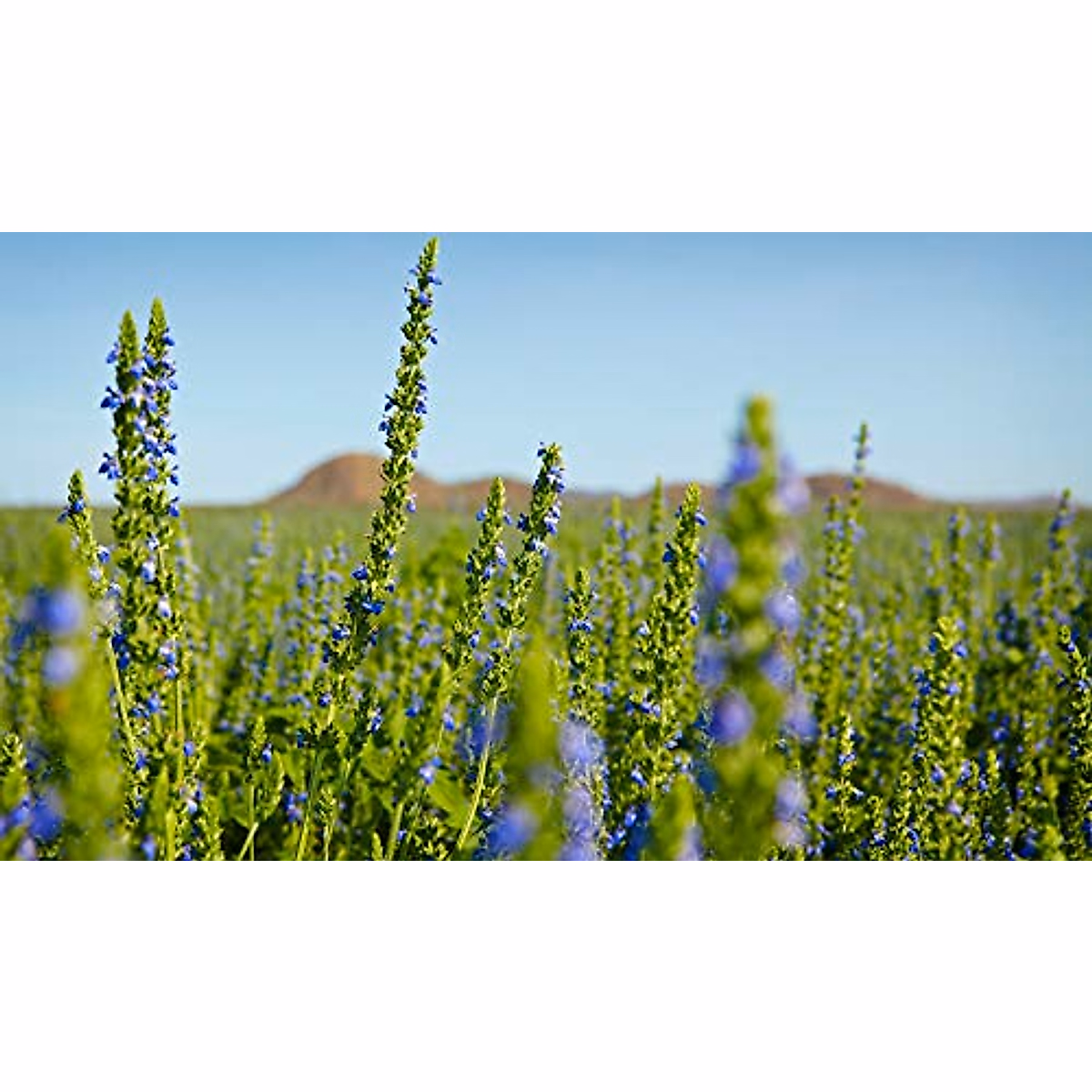 Chia Seeds for Planting, 1000+ Seeds Per Packet,Herb/Flower, (Isla's Garden Seeds), Non GMO & Heirloom Seeds, Scientific Name: Salvia hispanica, Great Gift