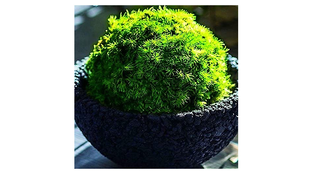 100Pcs/Pack Moss Seeds Home DIY Bonsai Decoration Grass Seeds Potted ...