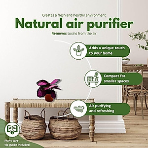 BubbleBlooms Calathea Rosie, in 4 inch Pot, Pink Picturata, Hot Pink Roseopicta, Rosey Pink Star, Rosy Prayer Plant