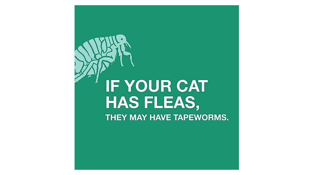 Bayer Expert Care Tapeworm Dewormer for Cats & Kittens