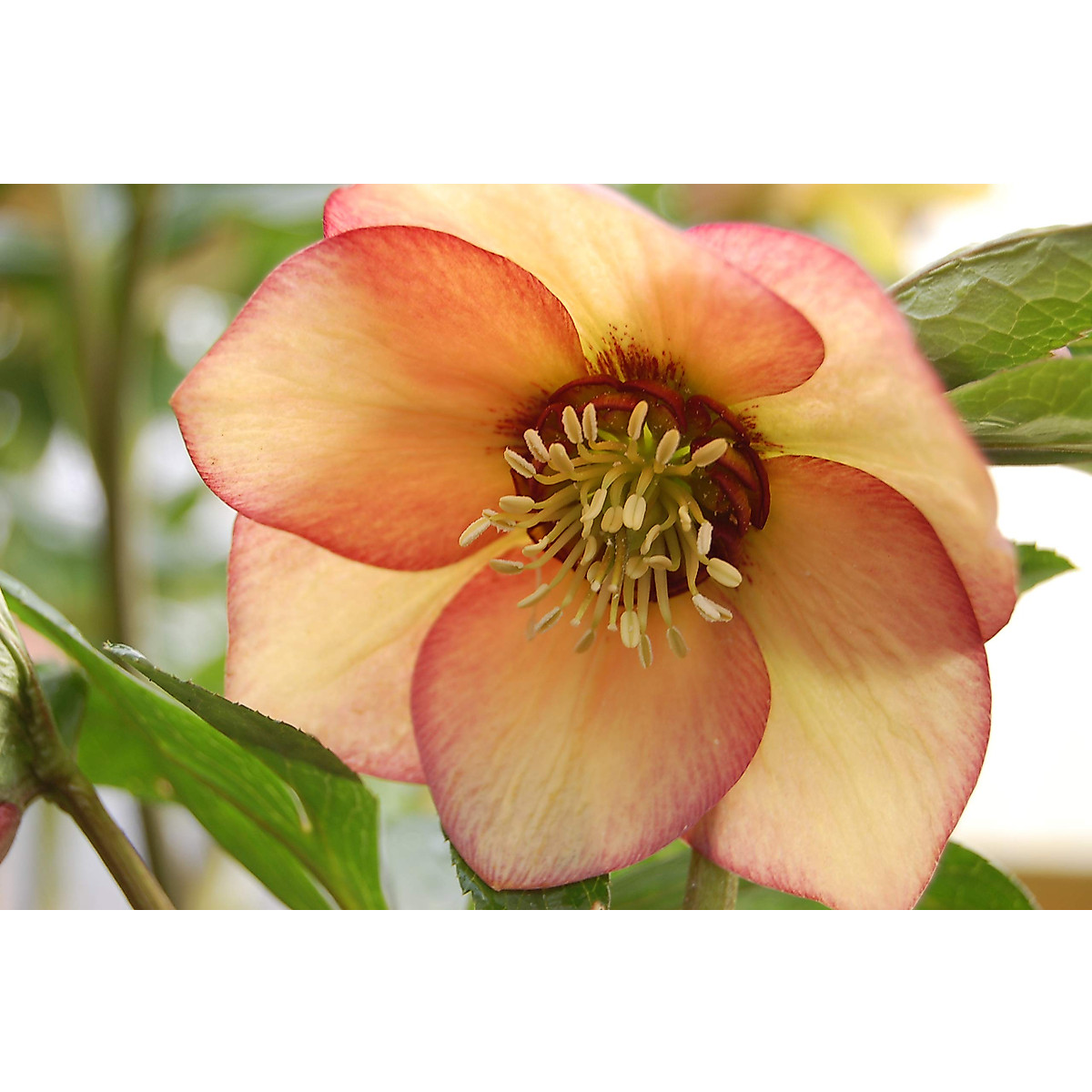 Perennial Farm Marketplace (Helleborus W.J. 'Apricot Blush') Perennial, 1 Quart, Peachy Yellow Flowers with Rose-Pink Veins