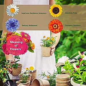 Indoor Daisy Garden Starter Kit, 4 Daisy Flower Seeds Planting Set with Complete Gardening Kit & Wooden Box, Growing into Shasta Daisy, Cornflower, Sunflower, Zinnia