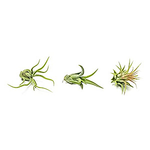 Air Plant Low Light House Plants Box (3PK) Tillandsia Air Plants Live Houseplants Live Indoor Plants Live Succulents Plants Live Terrarium Plants Live, Air Plant Holder Airplant Kit by Plants for Pets