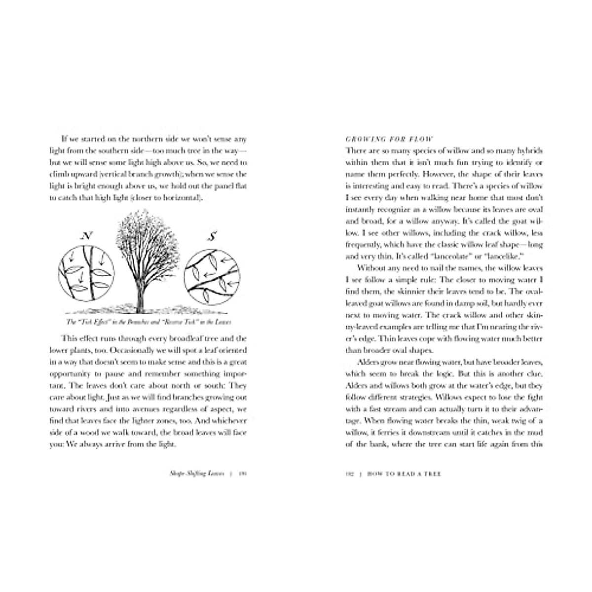 How to Read a Tree: Clues and Patterns from Bark to Leaves (Natural Navigation)