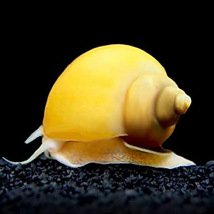 Mystery Snails (3 Pack) Assorted + Food Sample | Live Arrival Guarantee Freshwater Live Aquarium Snails (Assorted)