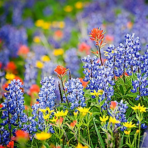 Created By Nature Tennessee Wildflower Seed Mix, Covers 325 Sq Ft, 18 Flower Varieties, Over 35,000 Seeds