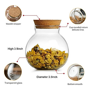 DNIENKGE Spherical Glass Jar With Cork Lid Airtight - 17oz Candy Jar Kitchen Glass Jar - for Preserving and Storing Coffee, Spice, Beans, Sugar, Apothecary etc 2PCS