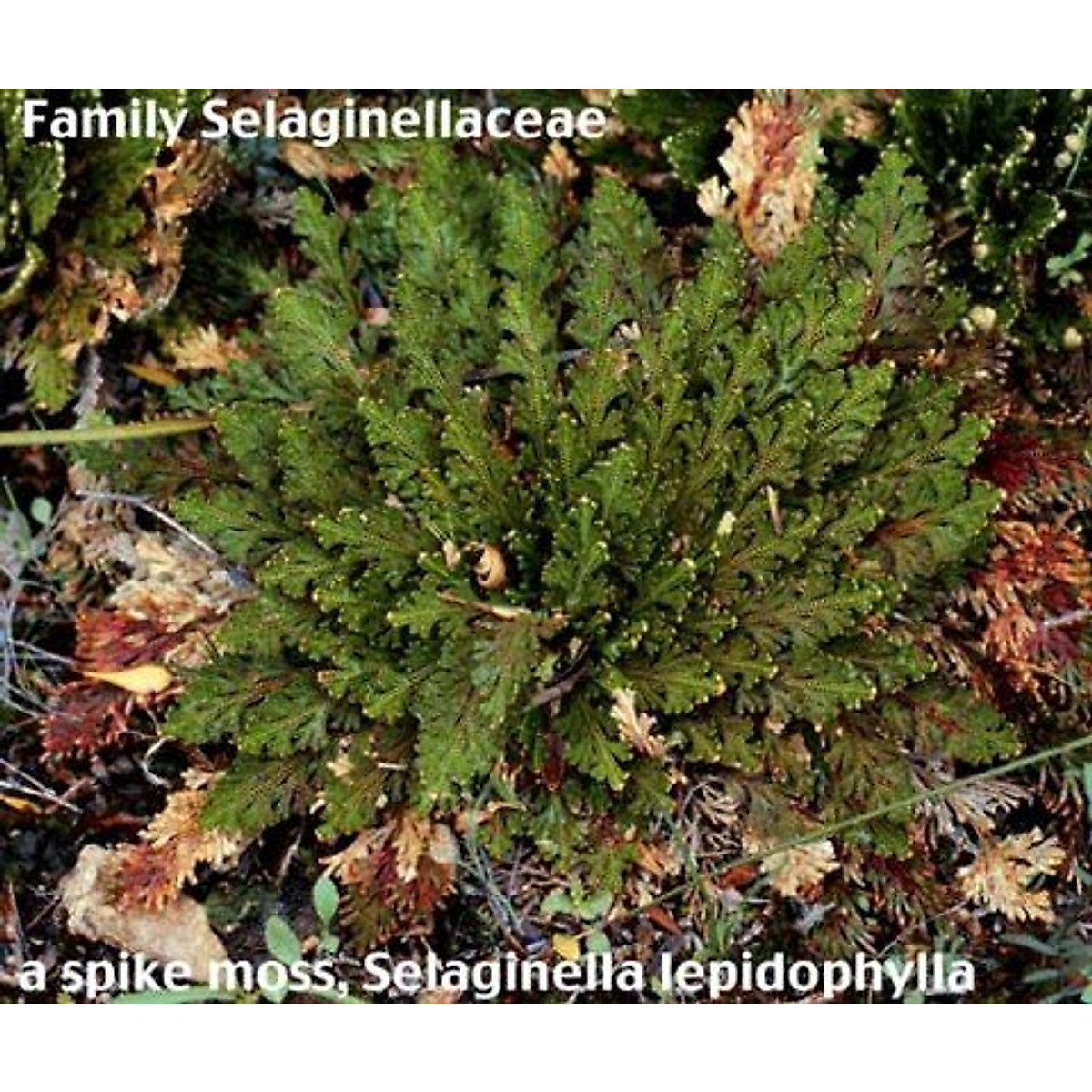 Rose of Jericho Resurrection Fern - Polypodium - Dinosaur Fern/Miracle Air Fern