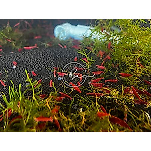 Swimming Creatures 10 Fire Red(GradeA+) Cherry Neocaridina Freshwater Aquarium Shrimp. Live Arrival Guarantee