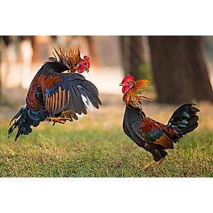 Thunder New Max Vitamins Health Supplement Capsules Rooster Booster Chicken Increasing Energy Formula Feed Cock Fighting Gamecocks, Good Breeding, Stronger & More Power, Healthy 90 Capsules Hen Food